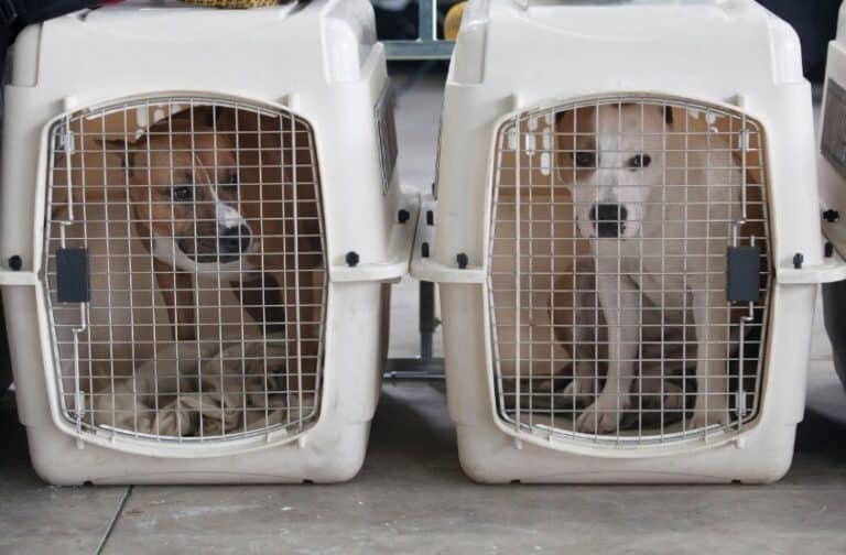 How To Travel To Mexico With Your Dog A Complete Guide Mexico Travel Buddy how-to-travel-to-mexico-with-your-dog-a-complete-guide-mexico-travel-buddy