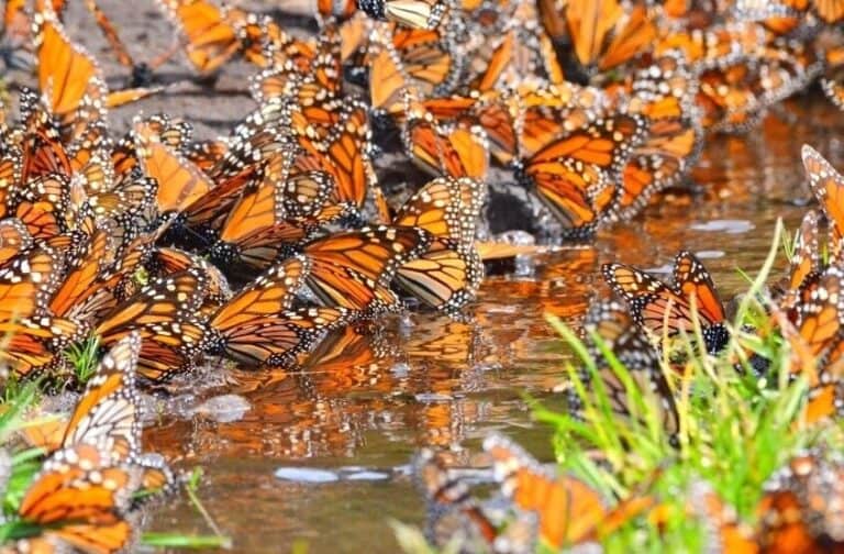How To Experience The Monarch Butterfly Migration In Mexico