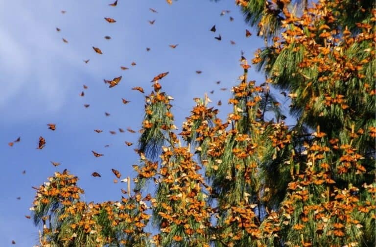 How To Experience The Monarch Butterfly Migration In Mexico